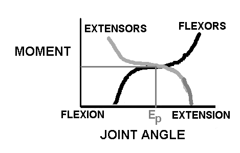 Changes in equilibrium point are frequently short-lived
