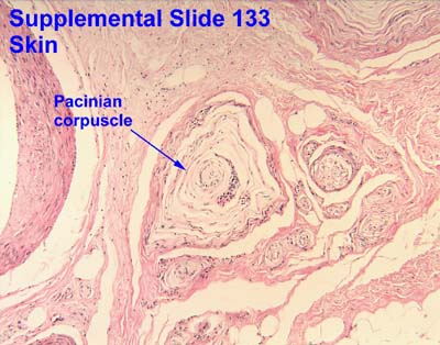 Pacinian Corpuscles Histology
