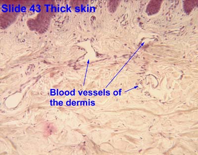 Papillary Layer And Reticular Layer Of Dermis