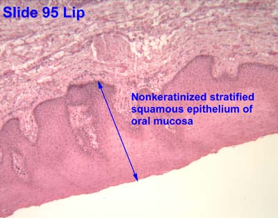 Labial Mucosa Histology